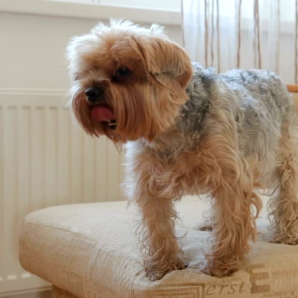 Why is My Yorkshire Terrier Toy Aggressive? - Avenue Dogs