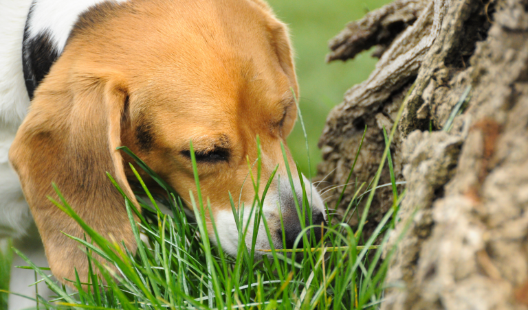 Dog Poop – A Vet Explains Everything you Need to Know - Avenue Dogs