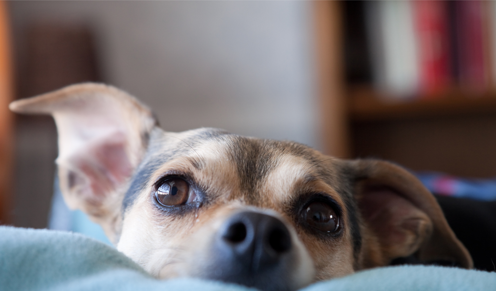 Dog Poop – A Vet Explains Everything you Need to Know - Avenue Dogs