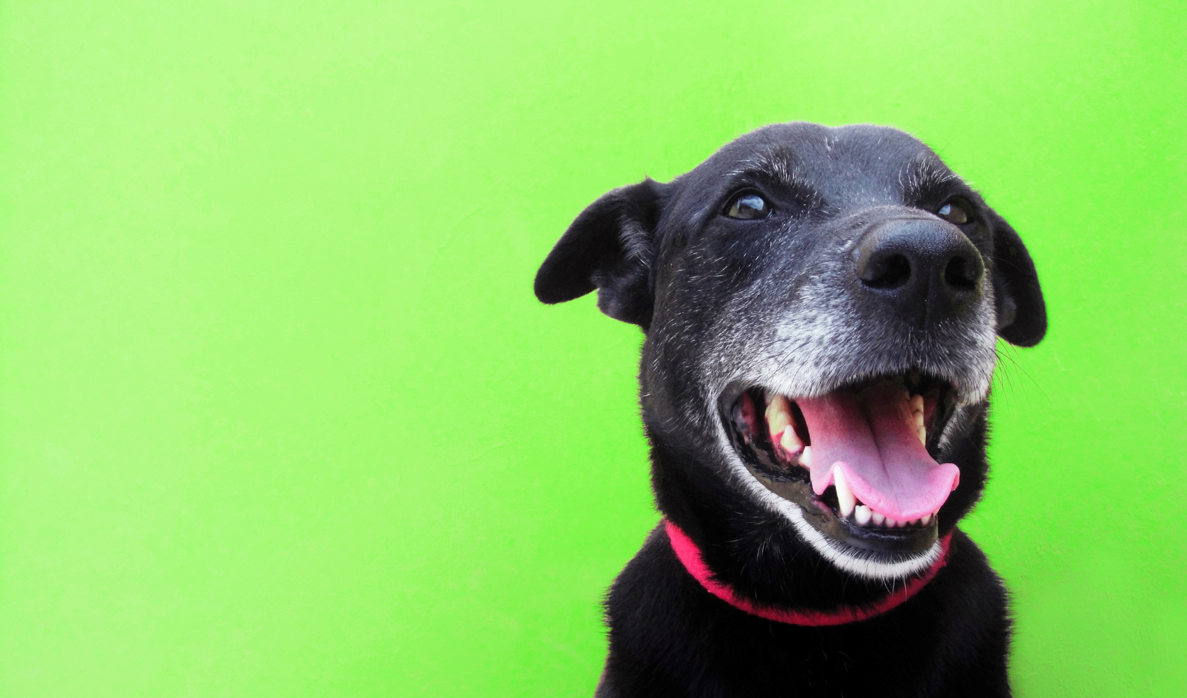Dog Poop – A Vet Explains Everything you Need to Know - Avenue Dogs