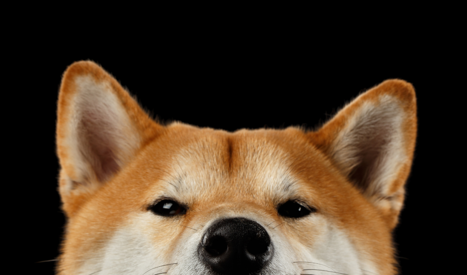 Dog Poop – A Vet Explains Everything you Need to Know - Avenue Dogs