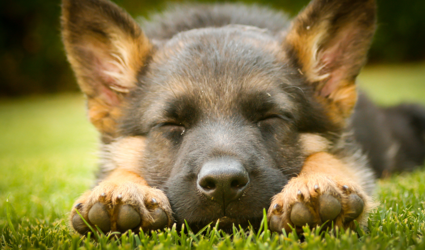 Why is my Puppy Breathing Fast While Sleeping and at Rest? - Avenue Dogs