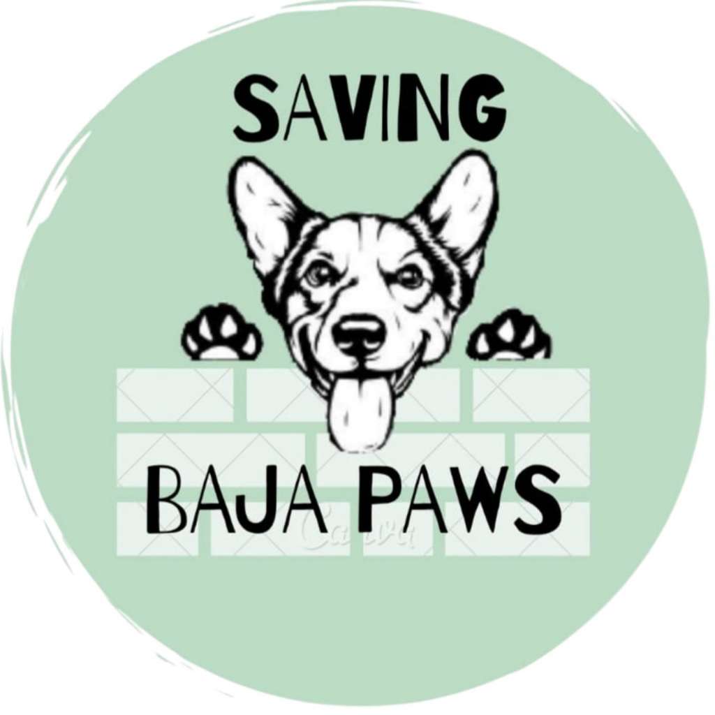 120+ Mexico Dog Rescues to Volunteer, Foster, & Adopt Today - Avenue Dogs