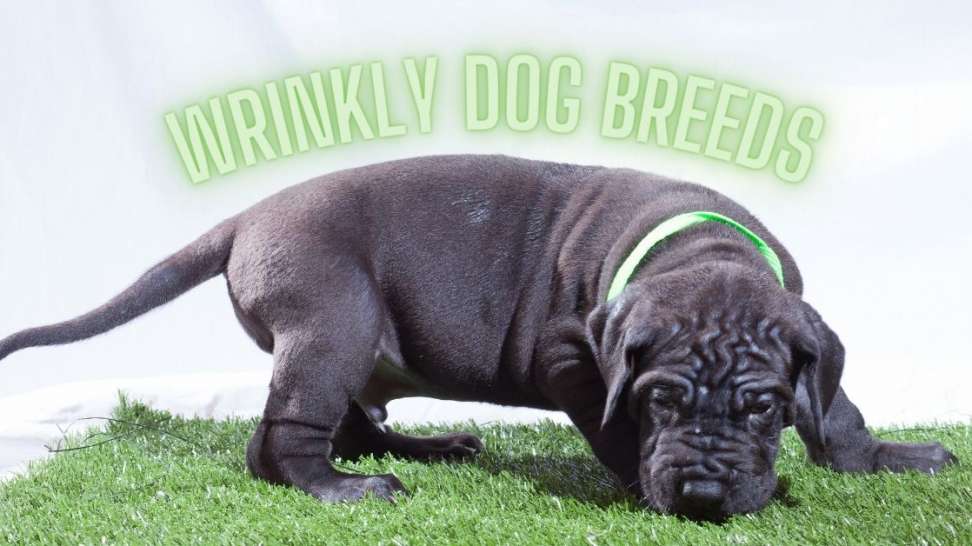 Wrinkly Dog Breeds – Top 10 Wrinkled Dog Types & Pro Vet Tips - Avenue Dogs