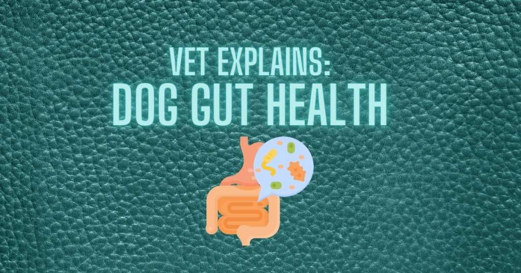 Dog Gut Health – A Vet Explains What you Need to Know - Avenue Dogs