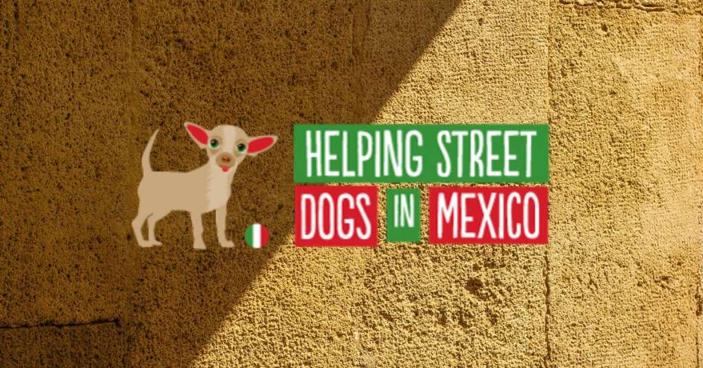 Helping Street Dogs in Mexico – A Local Rescue Founded with Love ...