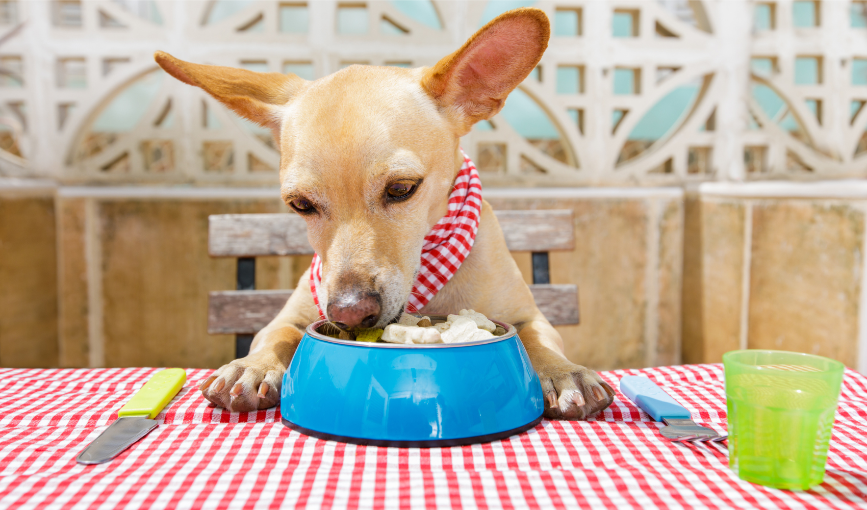 Butorphanol for Dogs: A Vet-Approved Option for Painful Coughs - Avenue ...