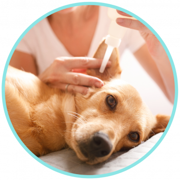 Mometamax for Dogs: Vet-Approved for Ear Infections in Dogs? - Avenue Dogs