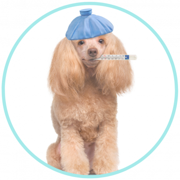 Ursodiol for Dogs: Vet-Approved for Liver & Gallbladder? - Avenue Dogs