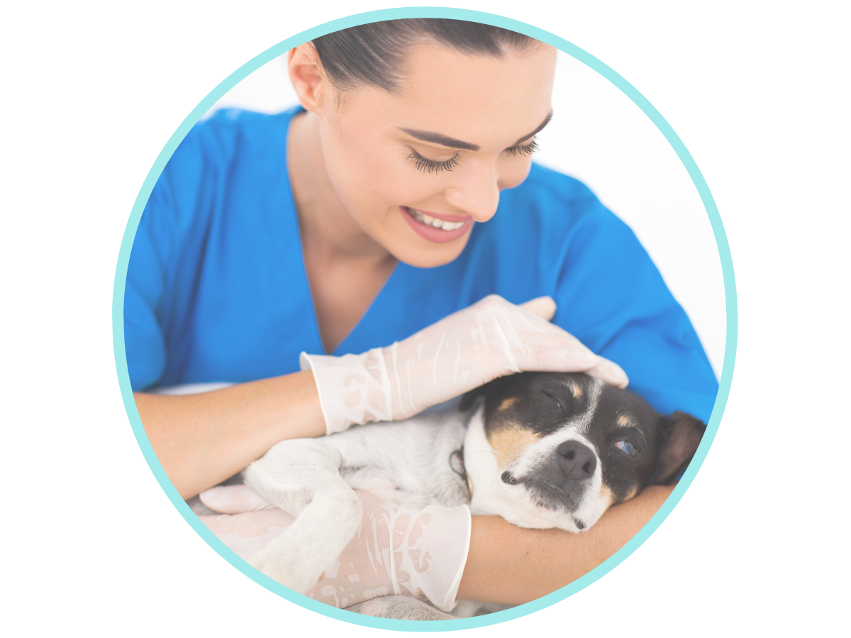 Ursodiol for Dogs: Vet-Approved for Liver & Gallbladder? - Avenue Dogs