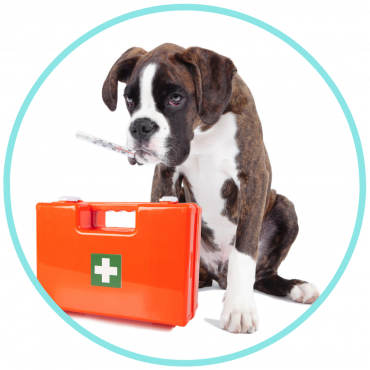 Butorphanol for Dogs: A Vet-Approved Option for Painful Coughs - Avenue ...