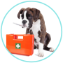 Butorphanol for Dogs: A Vet-Approved Option for Painful Coughs - Avenue ...