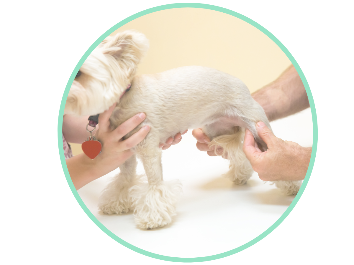 Cosequin for Dogs: Vet-Approved to Optimize Pup Joint Health - Avenue Dogs