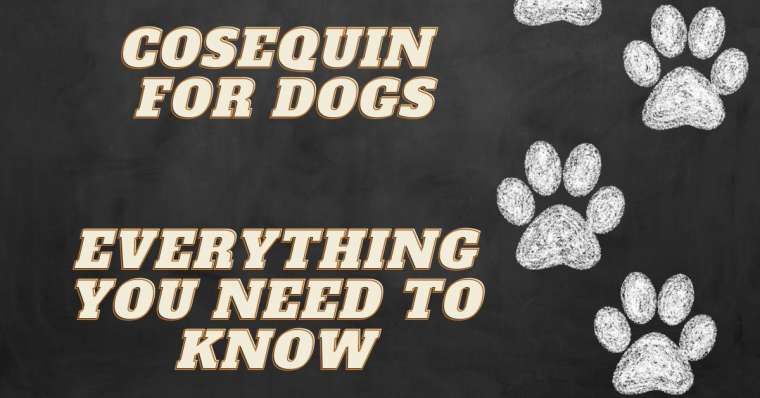 Cosequin for Dogs: Vet-Approved to Optimize Pup Joint Health - Avenue Dogs