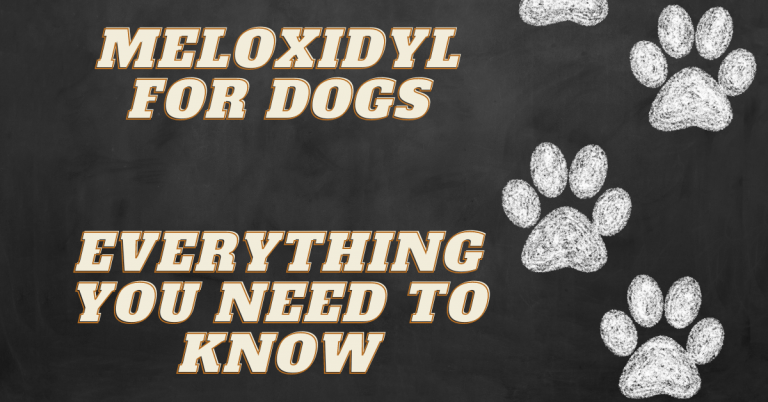 Meloxidyl for Dogs: Vet-Approved for Pain and Inflammation - Avenue Dogs