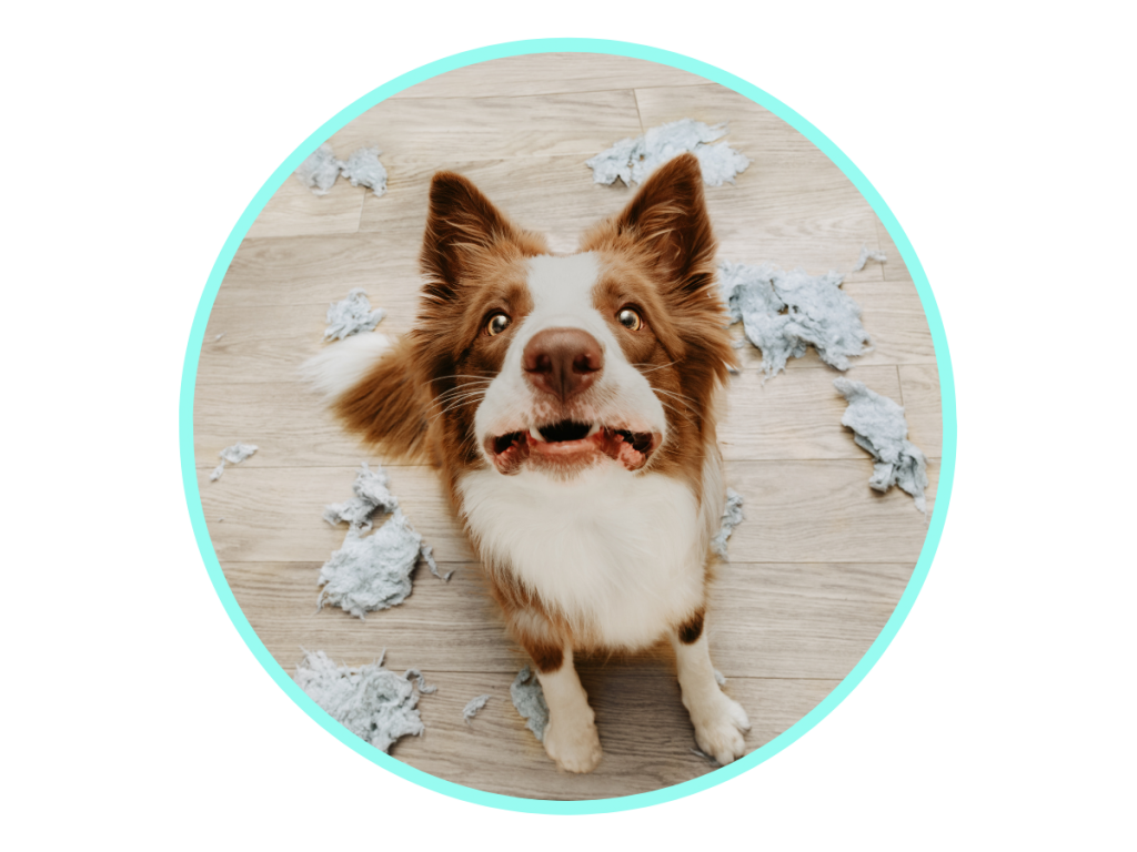 Trazodone for Dogs: Vet-Approved for Anxiety & Aggression - Avenue Dogs