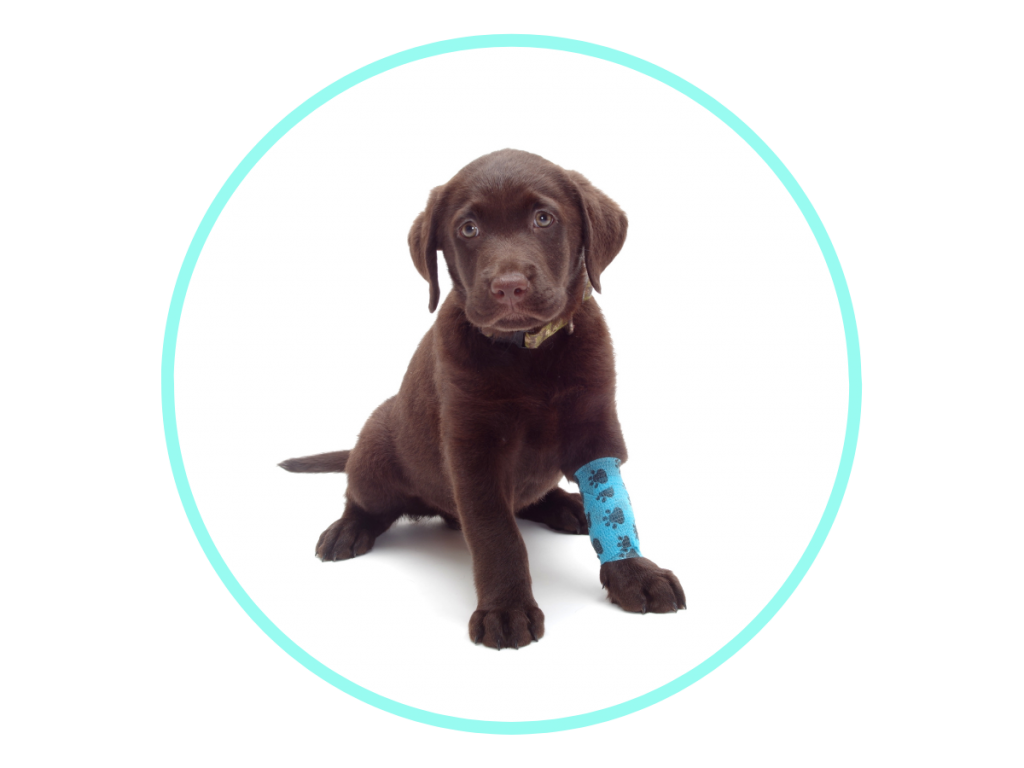 Dasuquin for Dogs: Vet-Approved for Dog Joint Health - Avenue Dogs