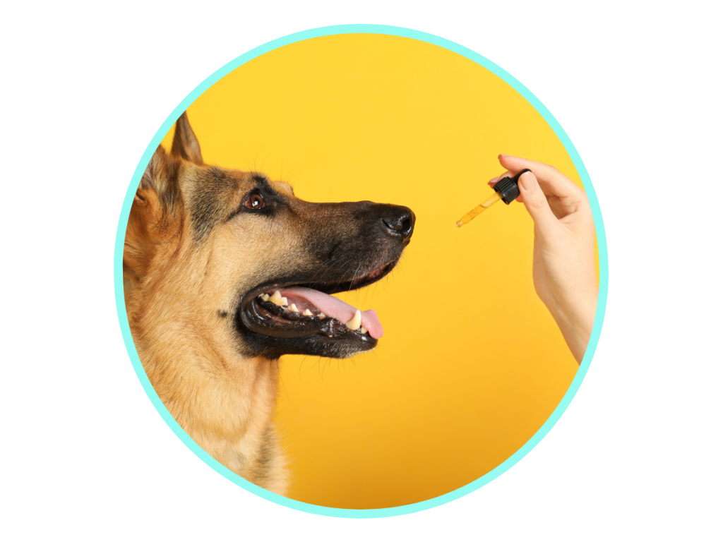 Enalapril for Dogs: Vet-Approved for Heart Health & Blood Flow - Avenue ...