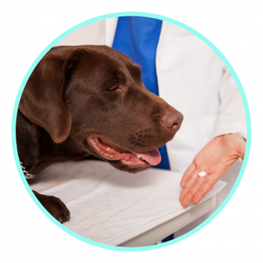 Enalapril for Dogs: Vet-Approved for Heart Health & Blood Flow - Avenue ...