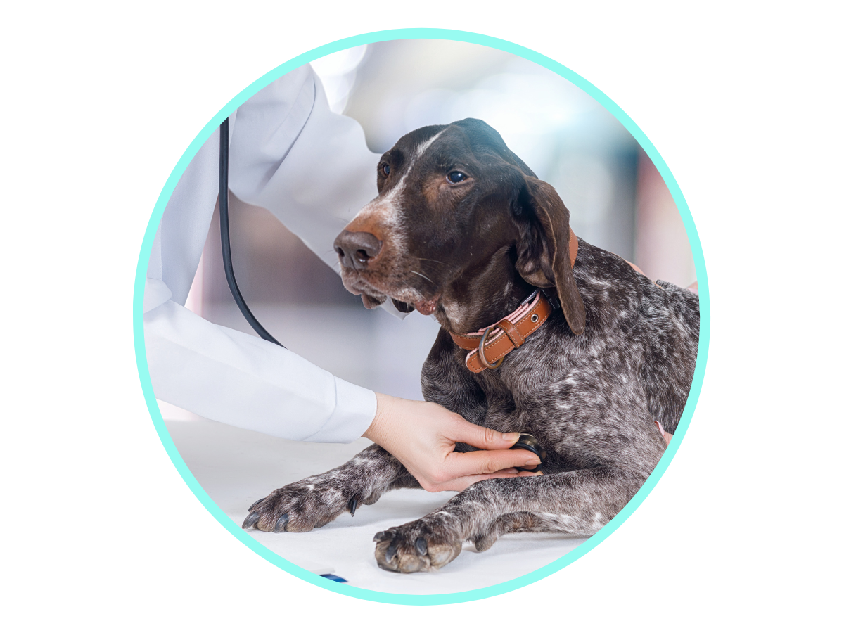 Enalapril for Dogs: Vet-Approved for Heart Health & Blood Flow - Avenue ...