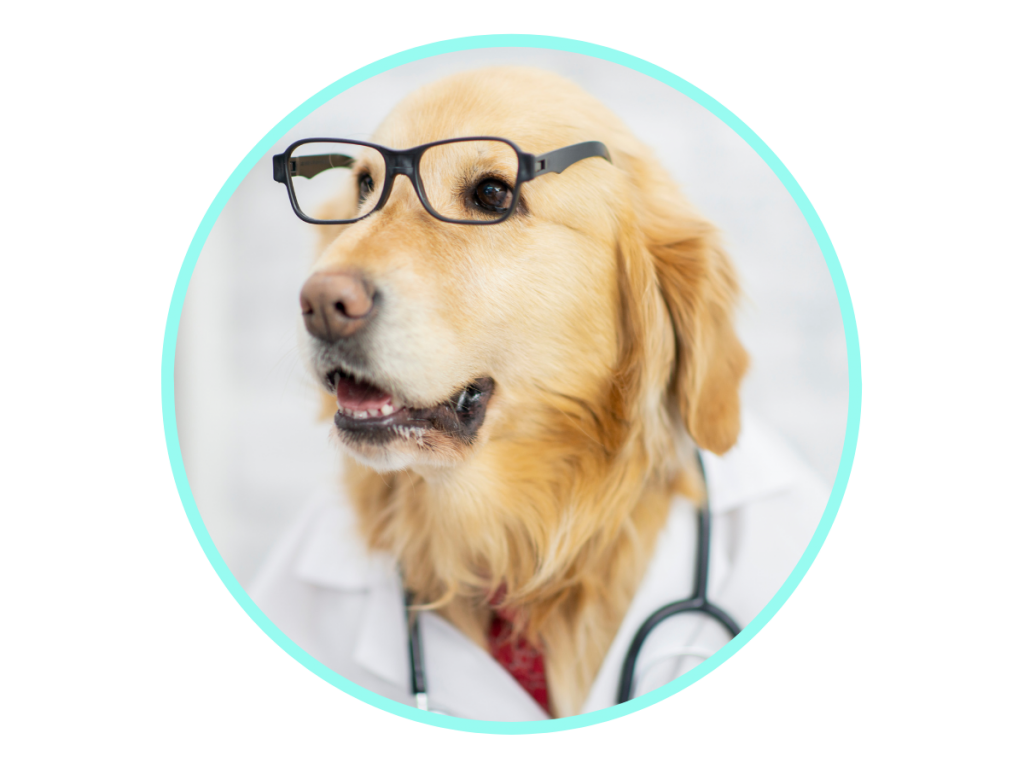 Rilexine for Dogs: Vet-Approved for Bacterial Infections in Dogs ...
