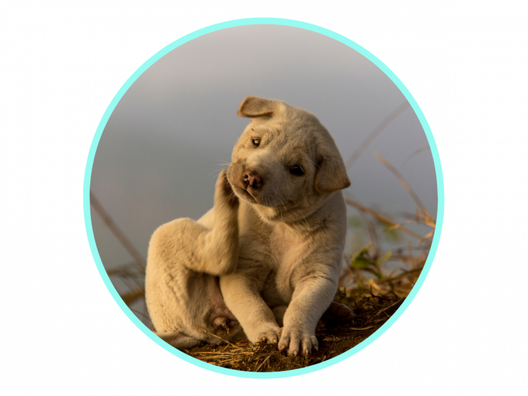 Rilexine for Dogs: Vet-Approved for Bacterial Infections in Dogs ...