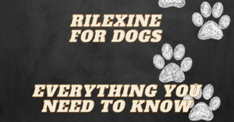 Rilexine for Dogs: Vet-Approved for Bacterial Infections in Dogs ...