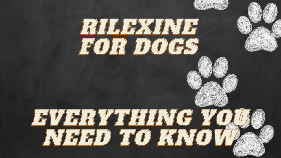 Rilexine for Dogs: Vet-Approved for Bacterial Infections in Dogs ...