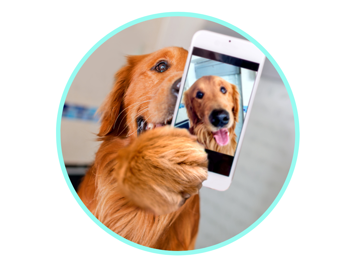 Enalapril for Dogs: Vet-Approved for Heart Health & Blood Flow - Avenue ...