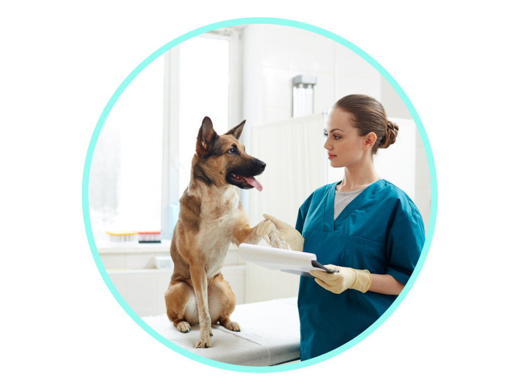 Enalapril for Dogs: Vet-Approved for Heart Health & Blood Flow - Avenue ...
