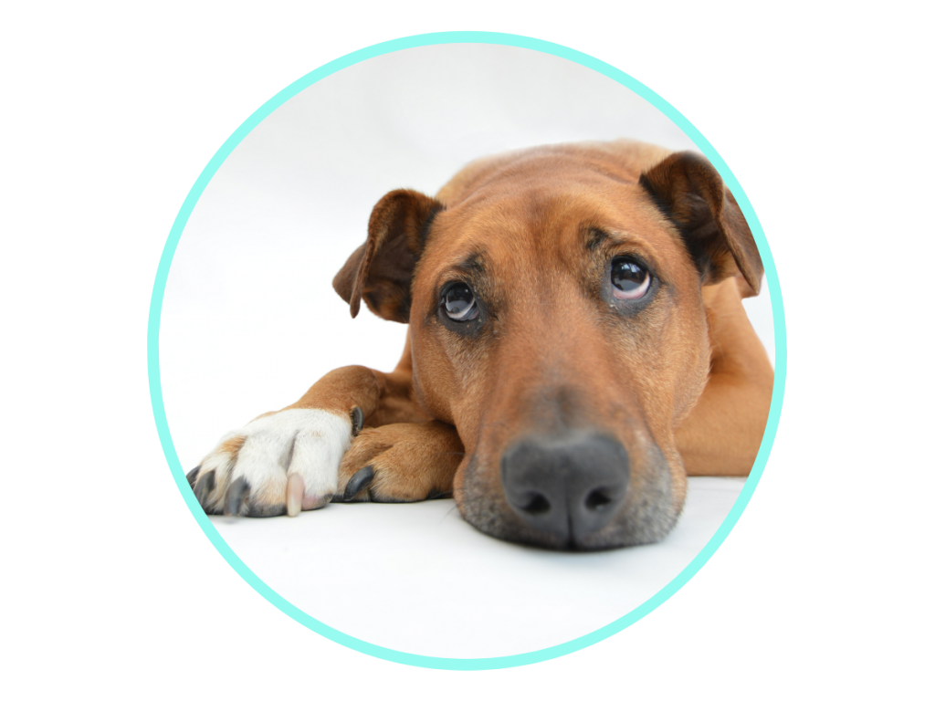 Rilexine for Dogs: Vet-Approved for Bacterial Infections in Dogs ...