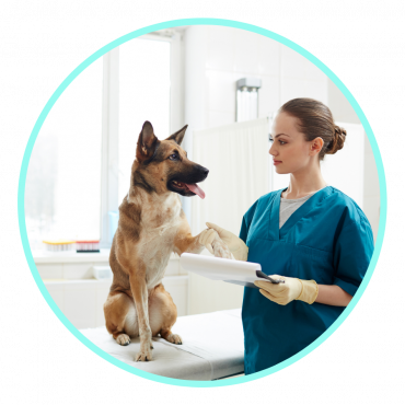 Clindamycin for Dogs: An Antibiotic for Bacterial Infections - Avenue Dogs