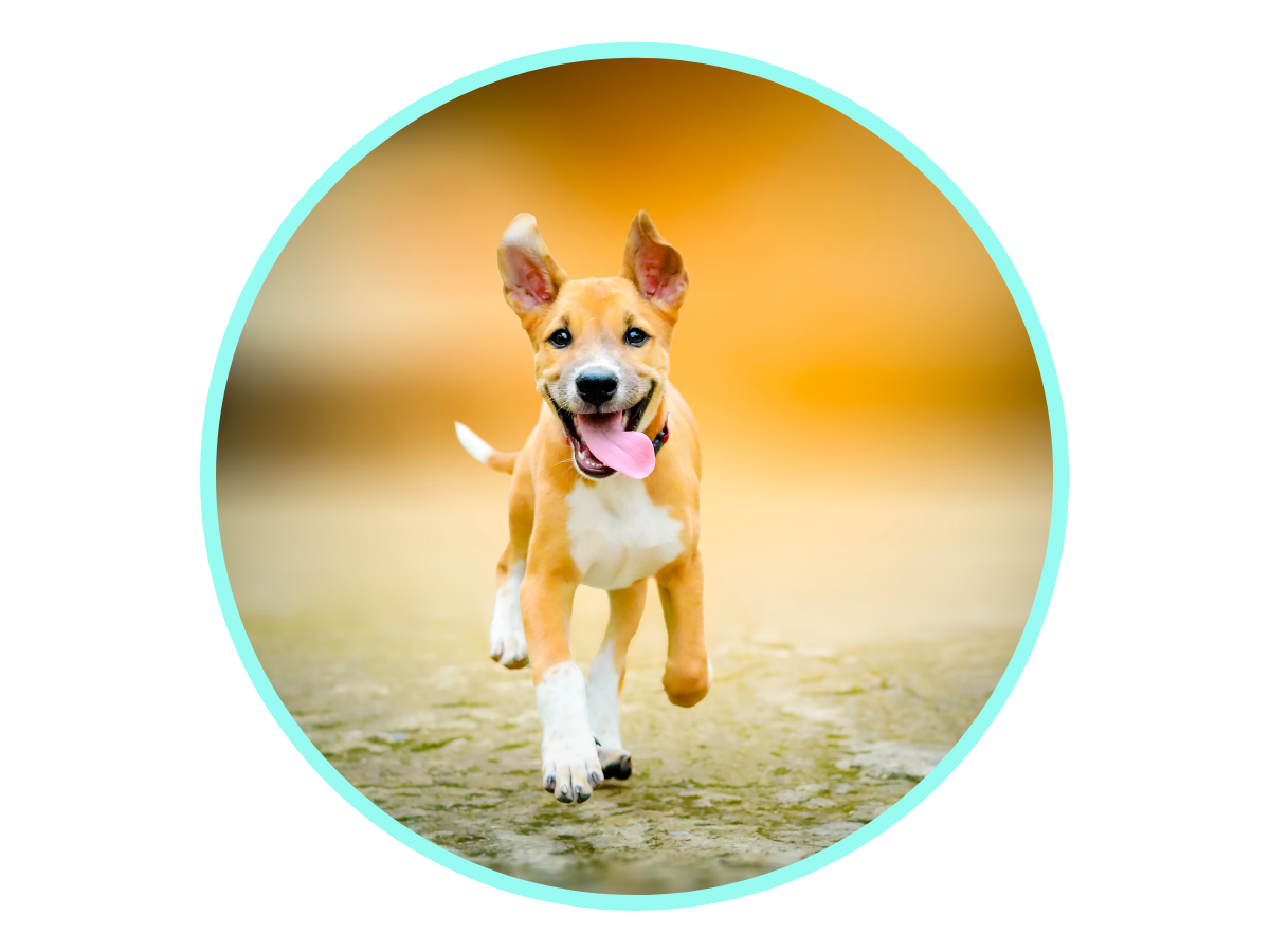 Clindamycin for Dogs: An Antibiotic for Bacterial Infections - Avenue Dogs