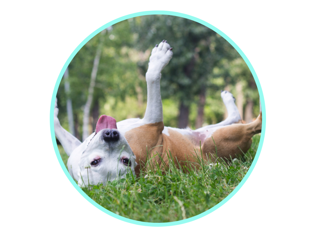 Clindamycin for Dogs: An Antibiotic for Bacterial Infections - Avenue Dogs