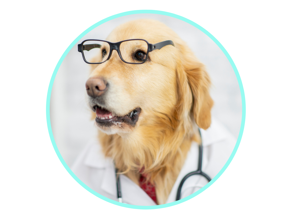 Clindamycin for Dogs: An Antibiotic for Bacterial Infections - Avenue Dogs