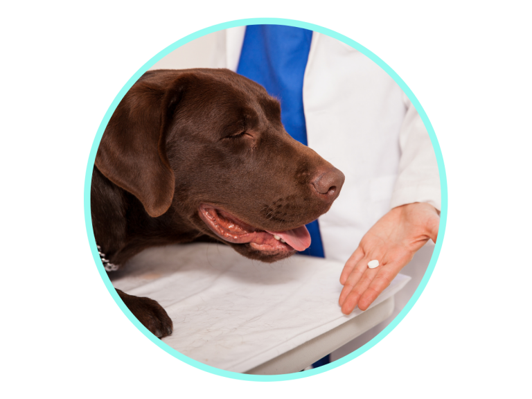 Clindamycin for Dogs: An Antibiotic for Bacterial Infections - Avenue Dogs