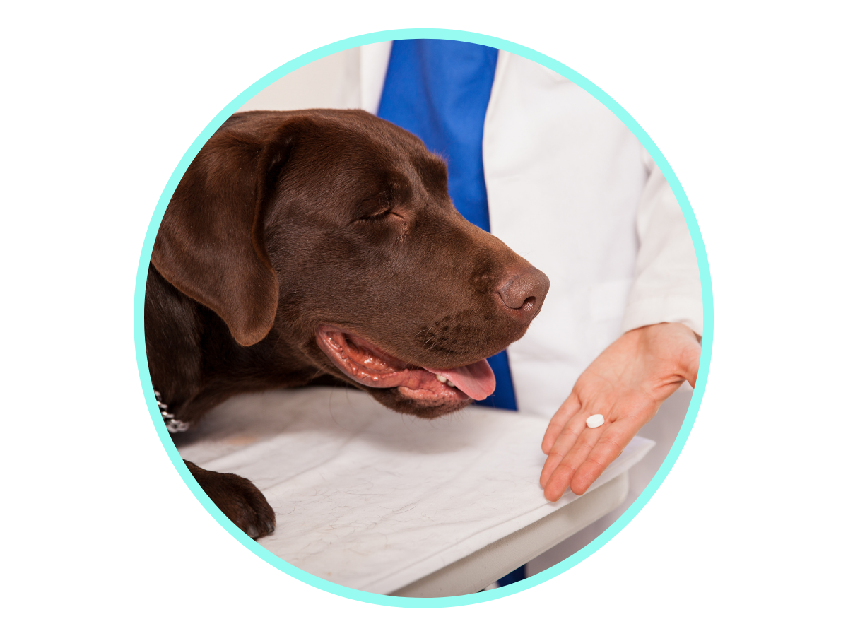 Clindamycin for Dogs: An Antibiotic for Bacterial Infections - Avenue Dogs