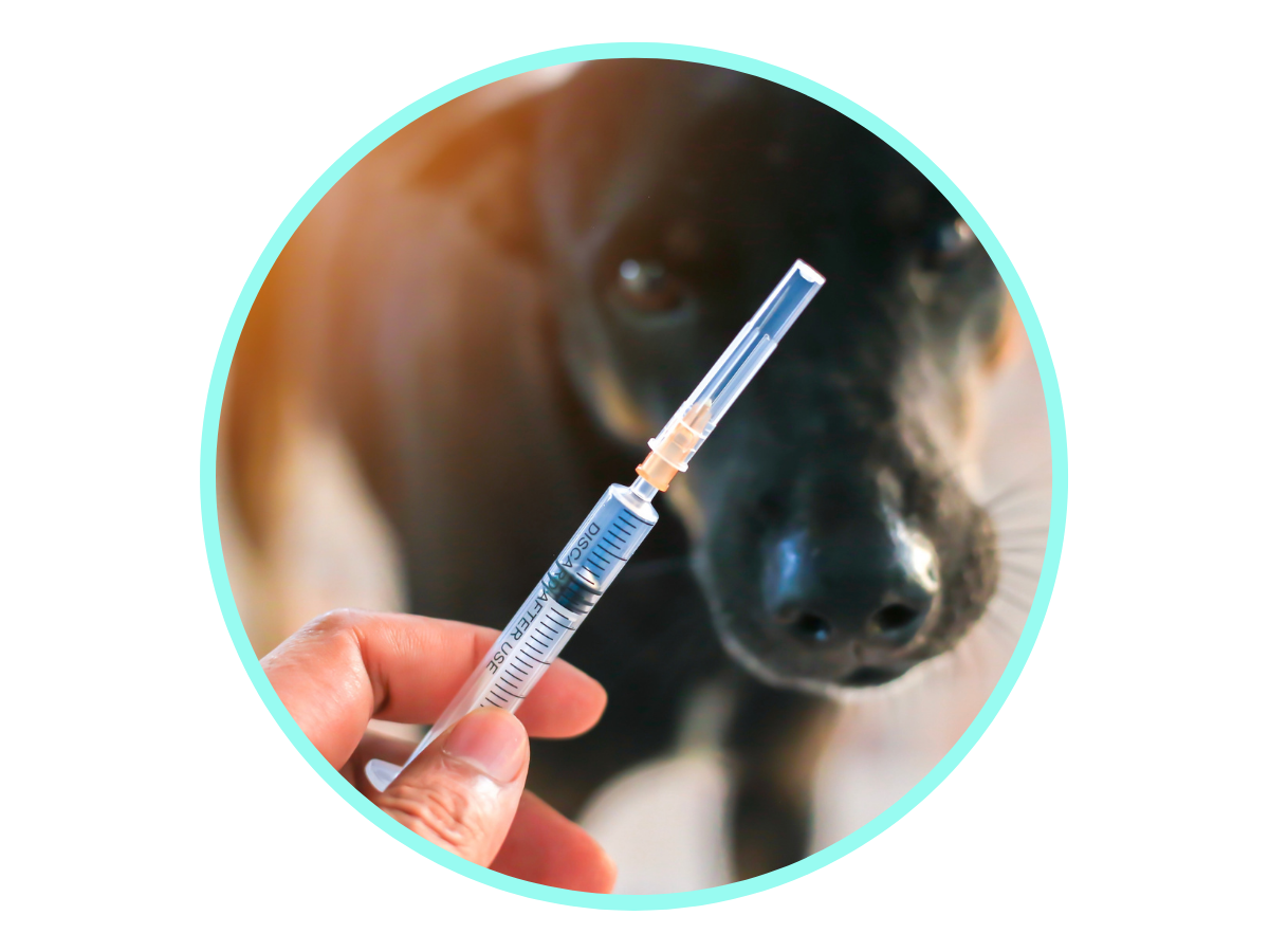 Clindamycin for Dogs: An Antibiotic for Bacterial Infections - Avenue Dogs