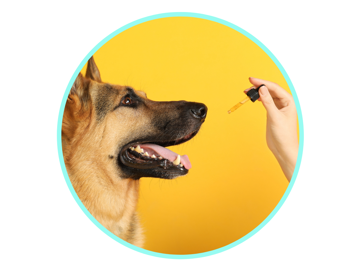 Clindamycin for Dogs: An Antibiotic for Bacterial Infections - Avenue Dogs