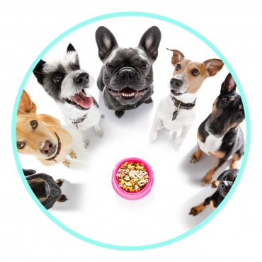 Clindamycin for Dogs: An Antibiotic for Bacterial Infections - Avenue Dogs