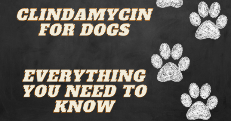 Clindamycin for Dogs: An Antibiotic for Bacterial Infections - Avenue Dogs
